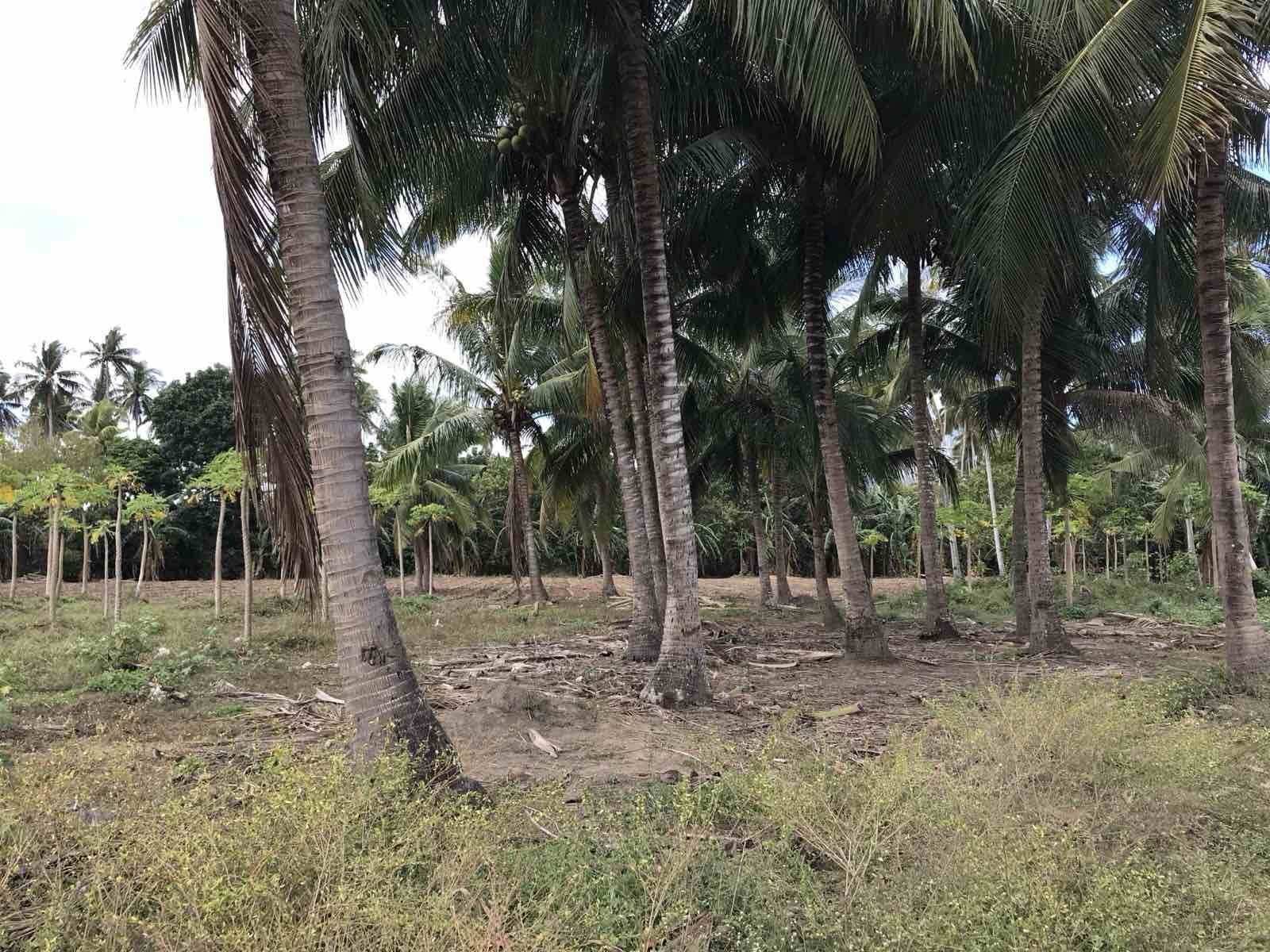 32-Hectares Farm Land for Sale in Tiaong, Quezon